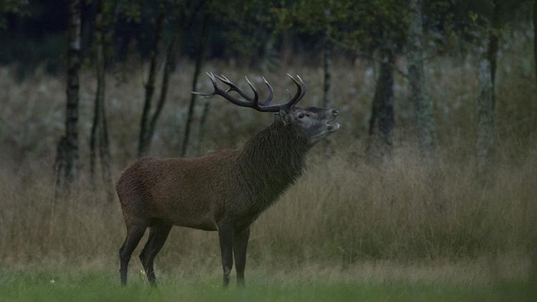Heimische Tiere zu jeder Jahreszeit | FotoTV.