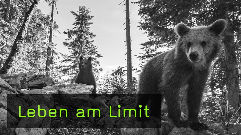 Video: Europäische Braunbären hautnah fotografieren