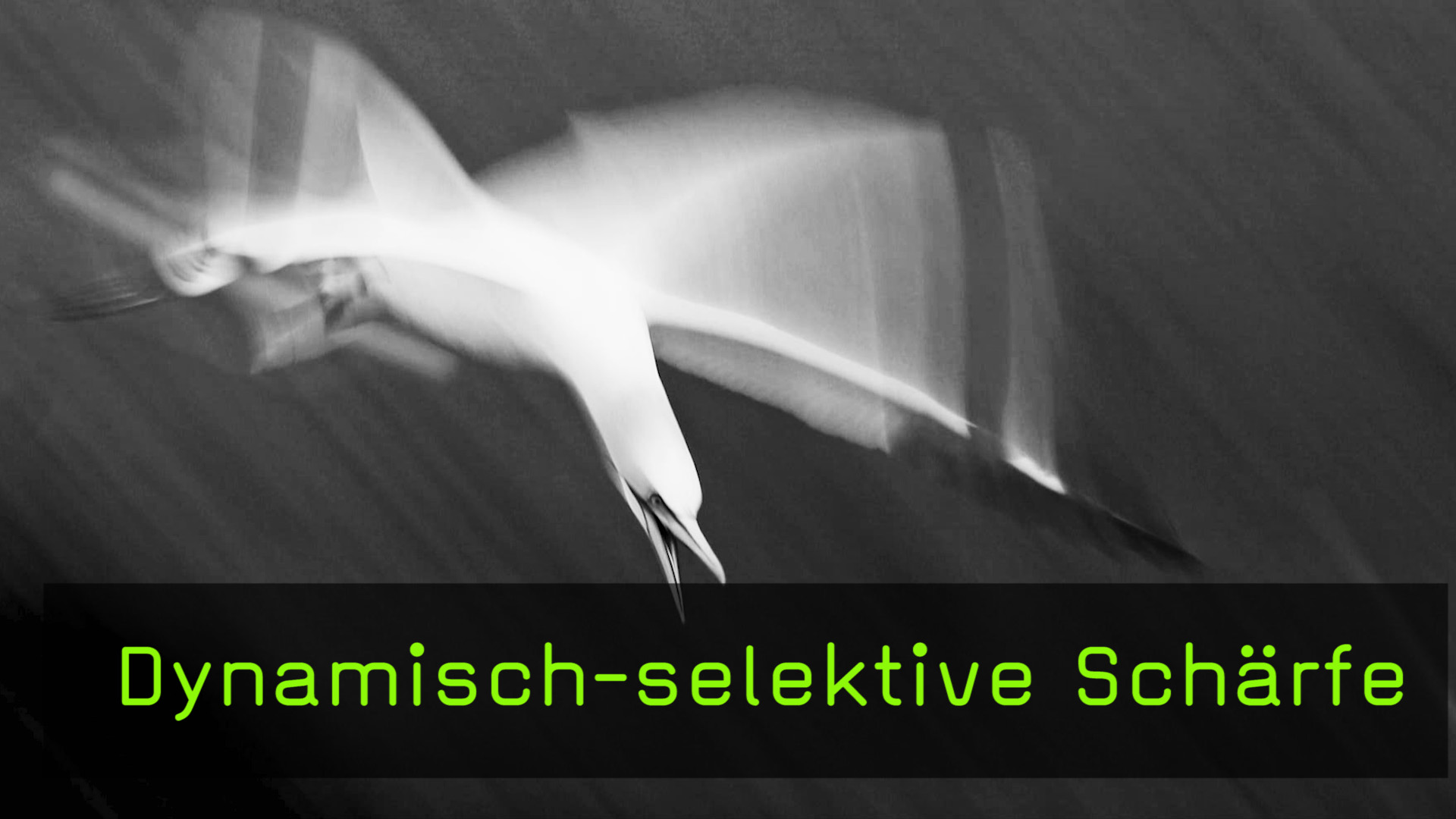 Video: Bewegungsunschärfe in der Tier- und Naturfotografie