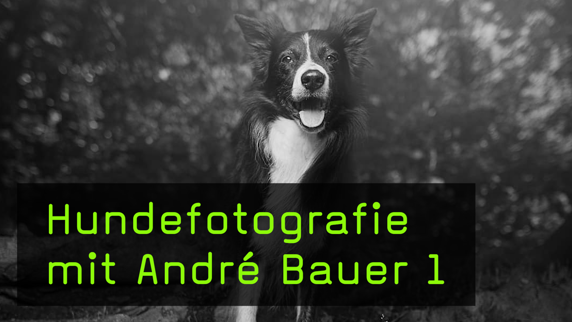 Video: André Bauer im Interview zum Thema Hundefotografie